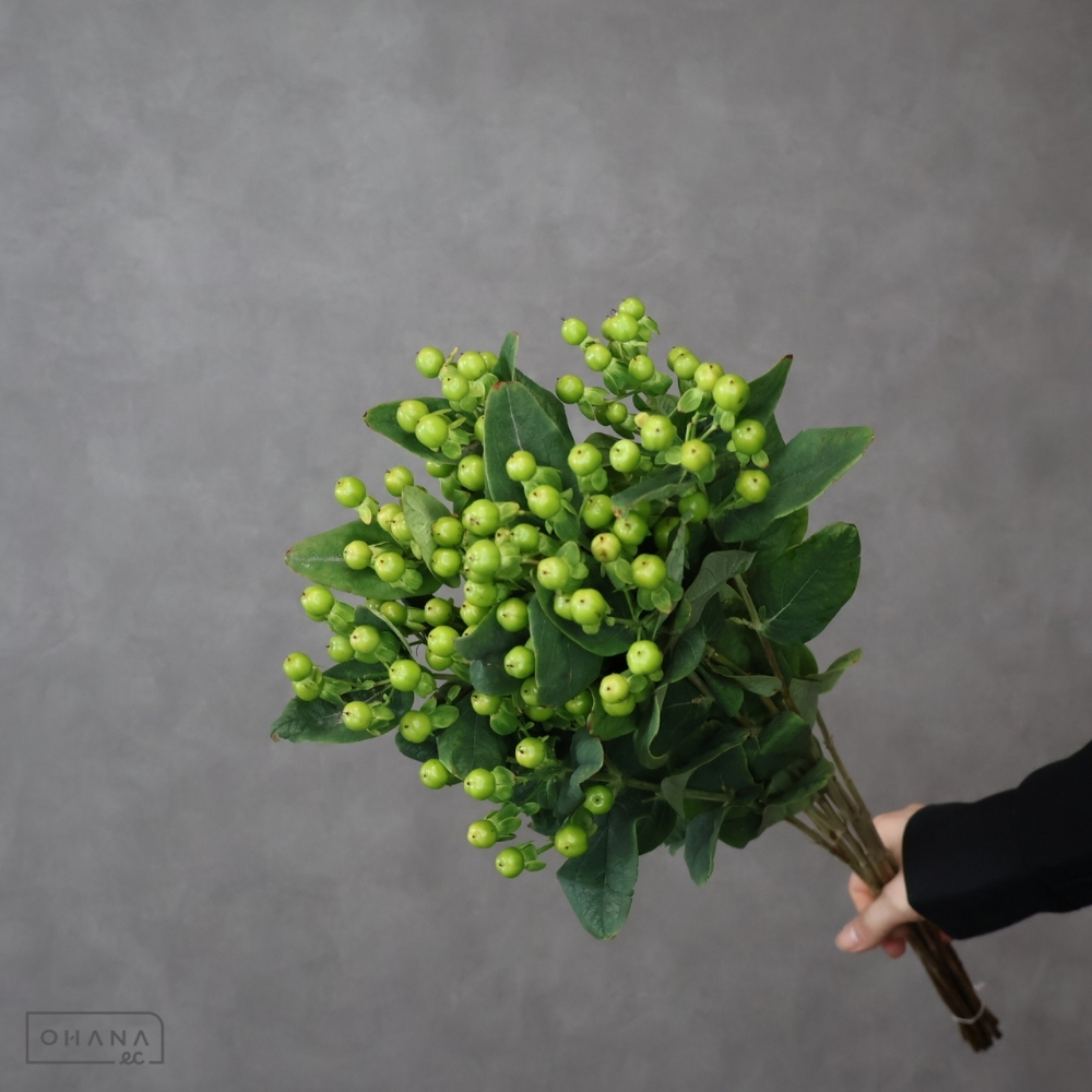 ヒペリカム マジカルビクトリー（緑 70cm | お花の仕入れならOHANAec