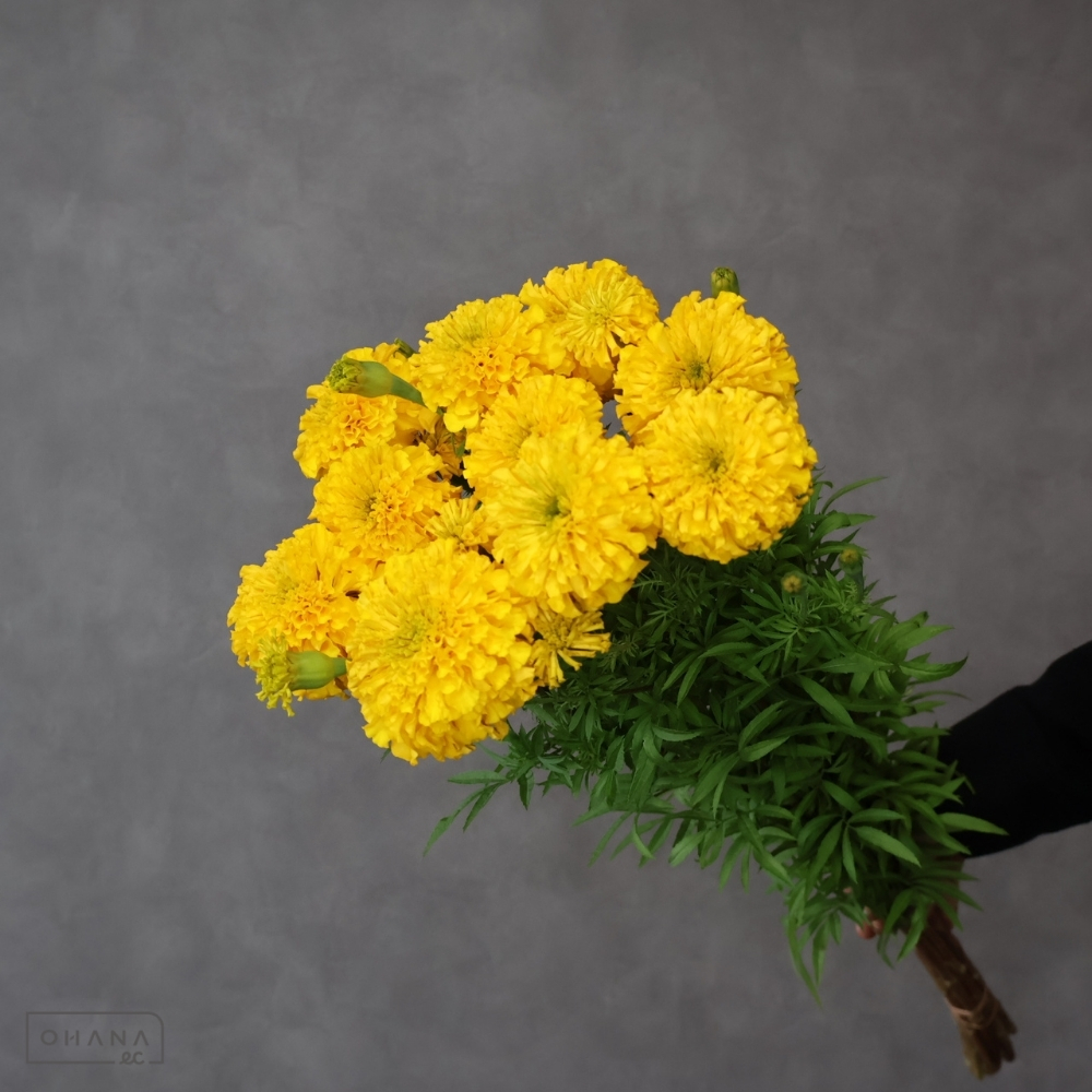 マリーゴールド 黄 アフロゴールド 65cm | お花の仕入れならOHANAec
