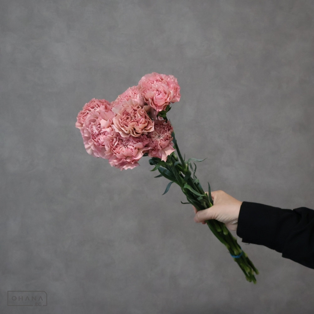 カーネ レージェピンク 60cm CHU 328-0 | お花の仕入れならOHANAec