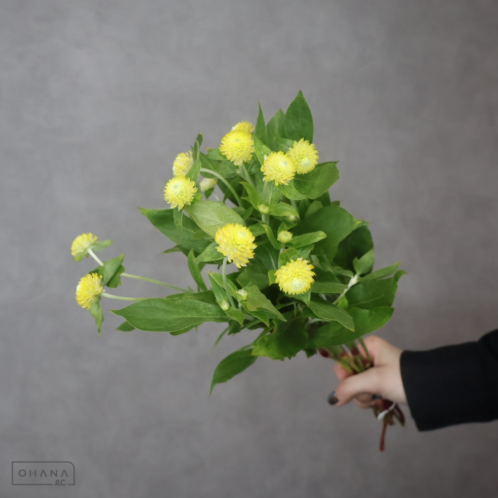 千日紅 染イエロー 染め 40cm ｲｴﾛｰ | お花の仕入れならOHANAec