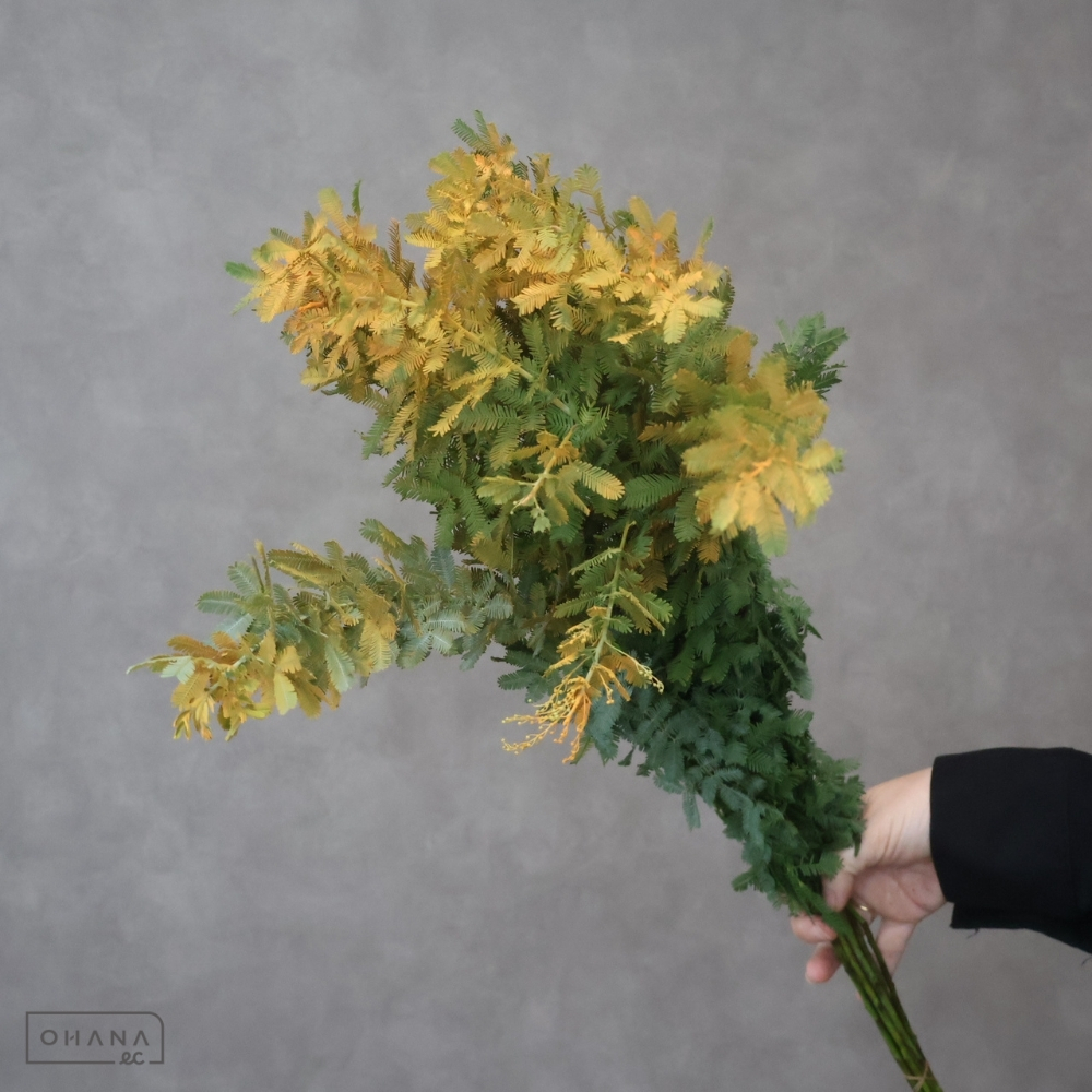 アカシア ソメイエロー ギンバアカシア 50cm | お花の仕入れならOHANAec