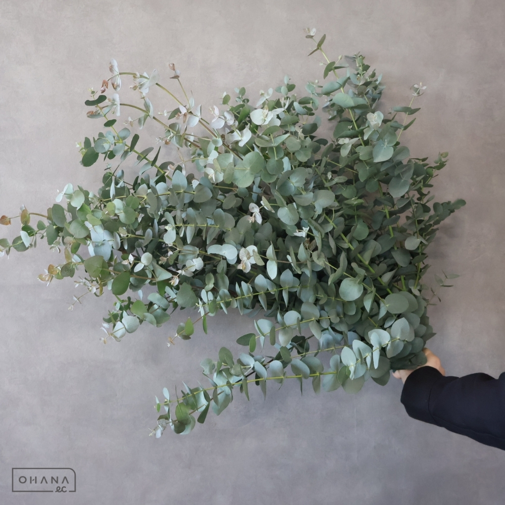 ユーカリ 丸葉 秀 70cm | お花の仕入れならOHANAec