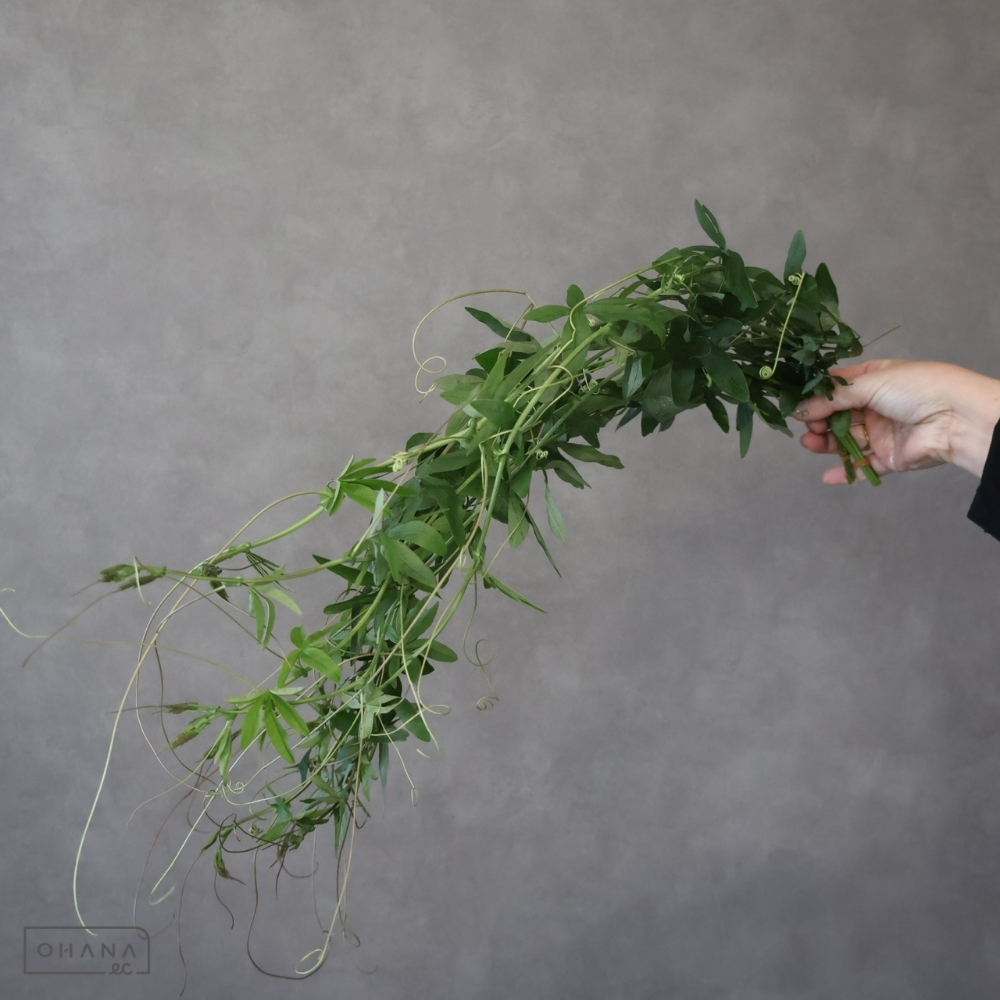 時計草（花無し 60cm | お花の仕入れならOHANAec