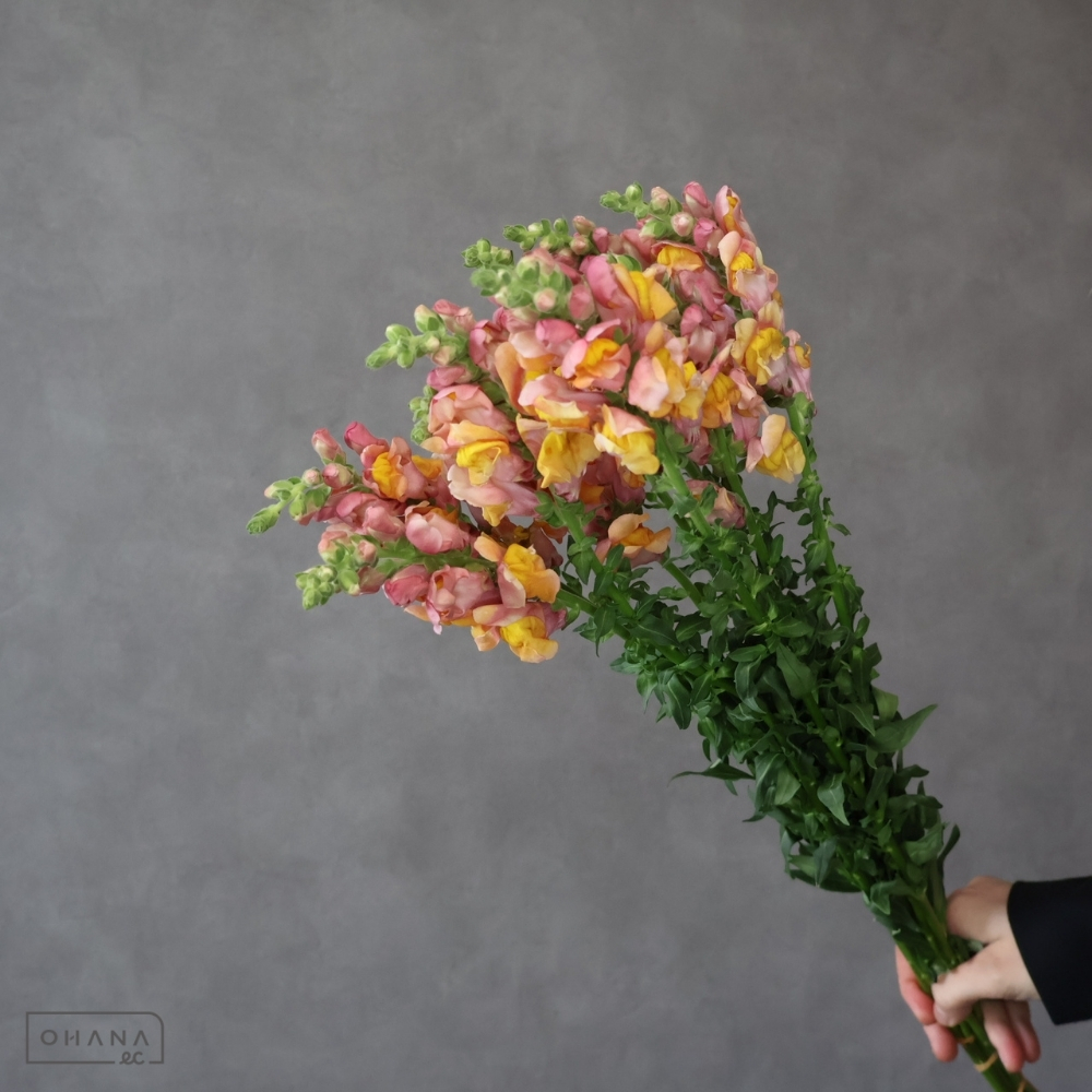 金魚草オレンジ アンティーブオレンジ 60cm | お花の仕入れならOHANAec