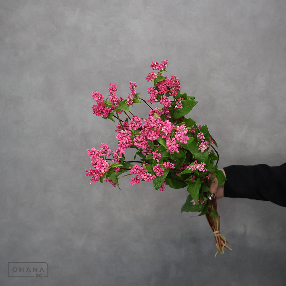 そばの花 秀 50cm | お花の仕入れならOHANAec