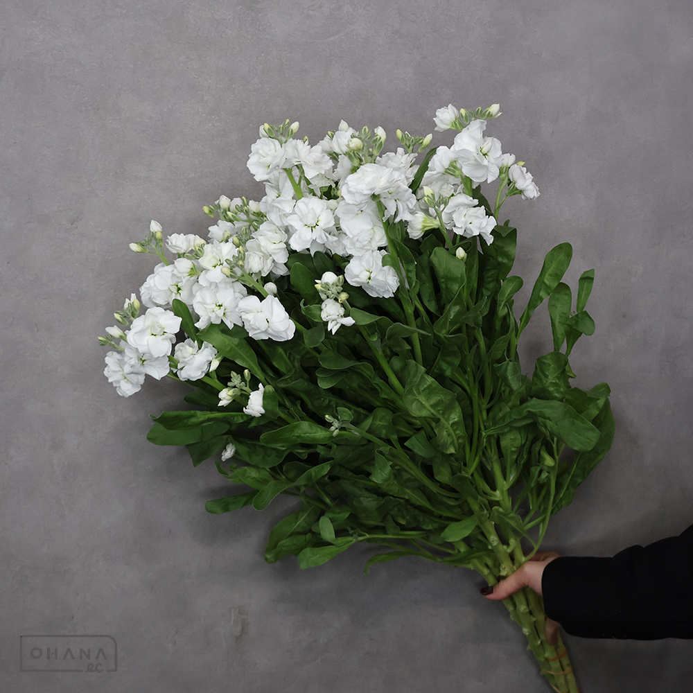 SPストック ホワイトカルテット 秀70cm | お花の仕入れならOHANAec