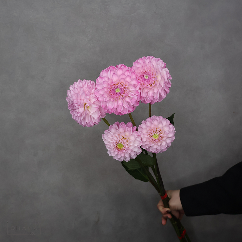 ダリア ラッテピンク 秀6-50cm | お花の仕入れならOHANAec