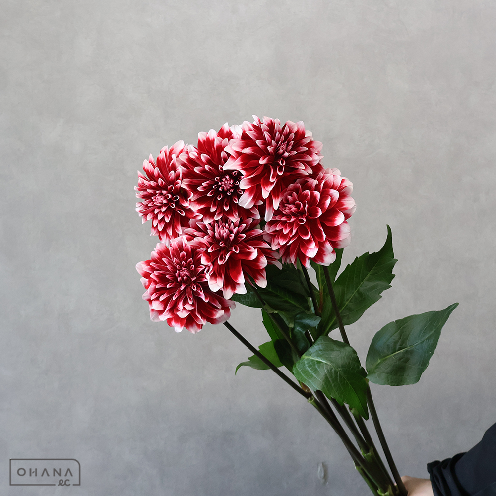 ダリア ロダン 秀優 70cm | お花の仕入れならOHANAec