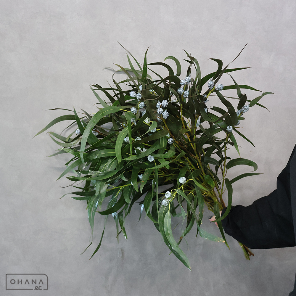 ユーカリ グロボラスリーフ 60-70cm | お花の仕入れならOHANAec