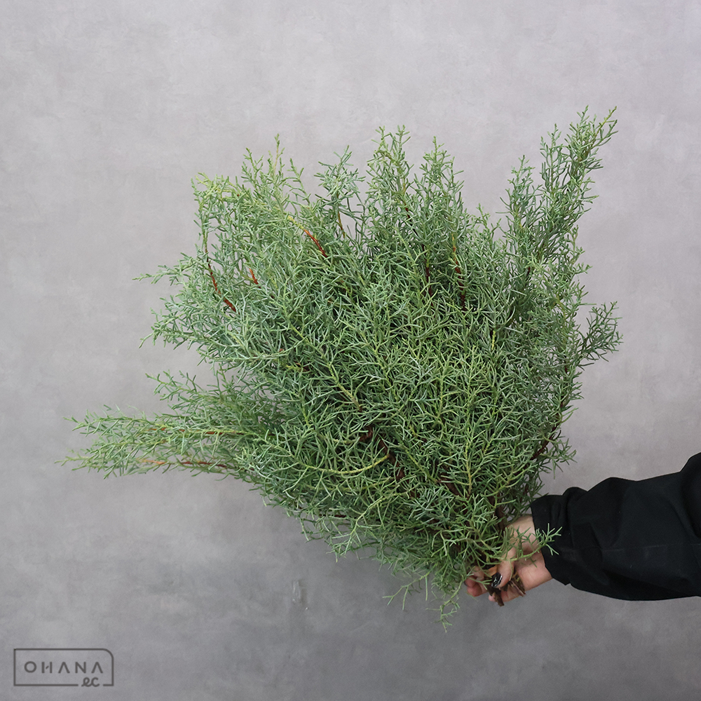 ヒバ ブルーアイス 50cm | お花の仕入れならOHANAec