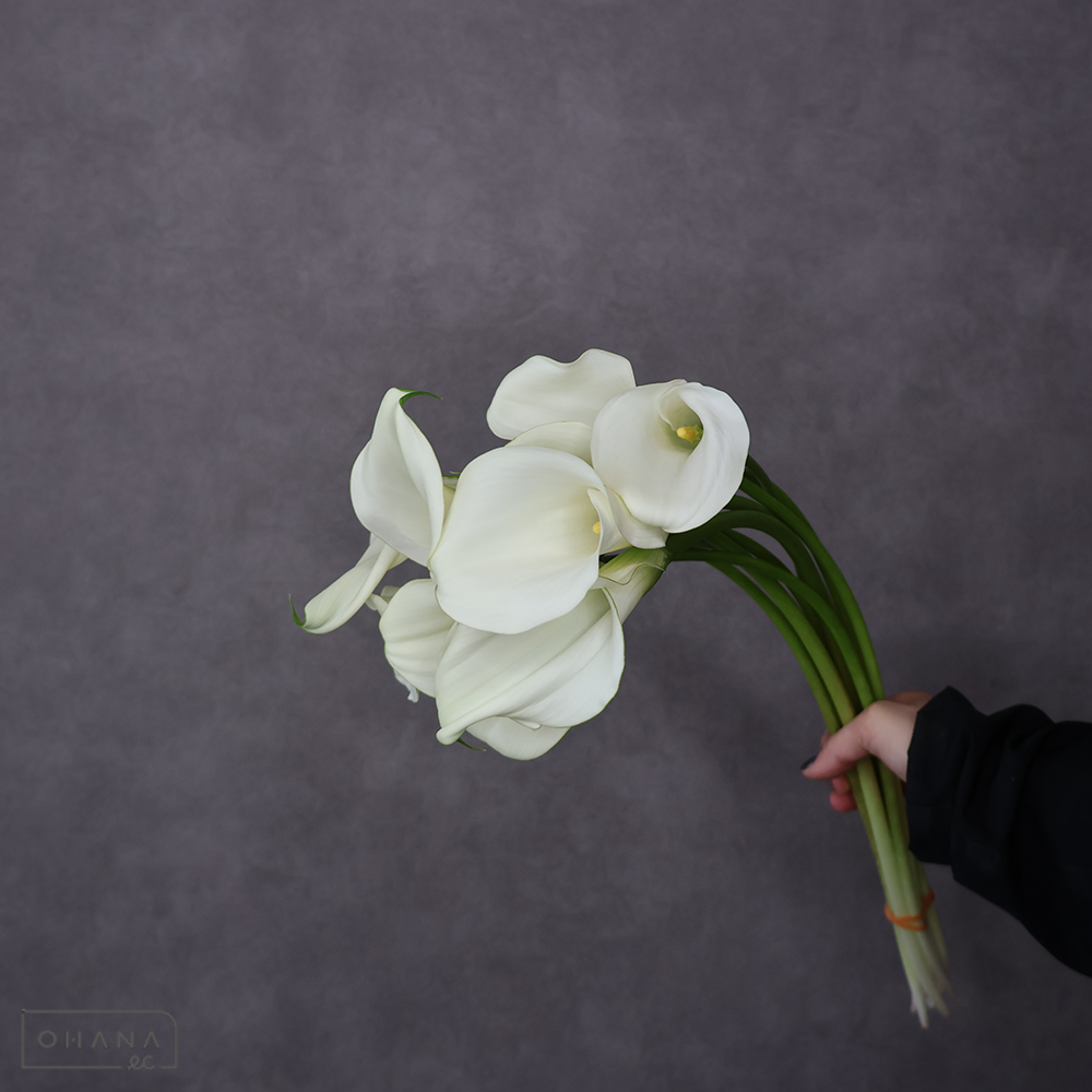 カラー白 キャプテンベンチュラ 秀 50cm | お花の仕入れならOHANAec