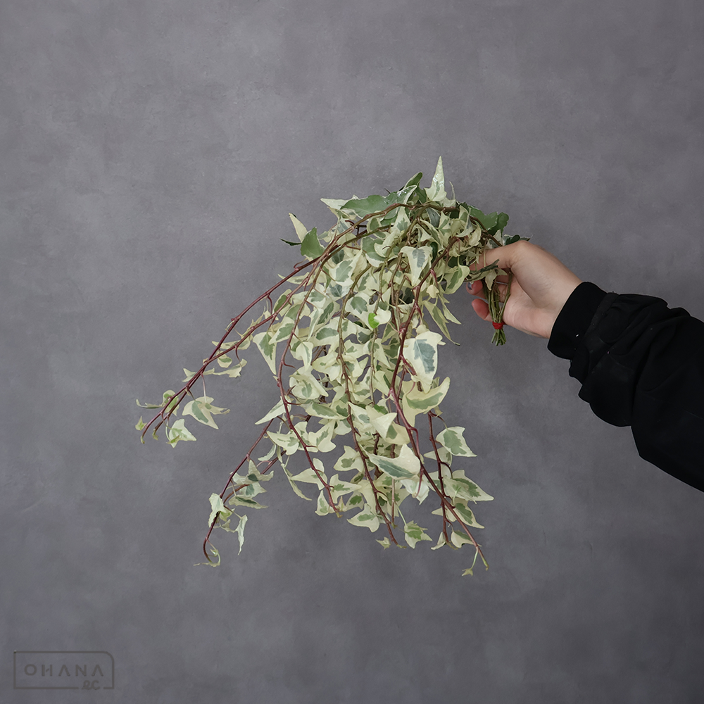 アイビー スノードロップ 50cm | お花の仕入れならOHANAec