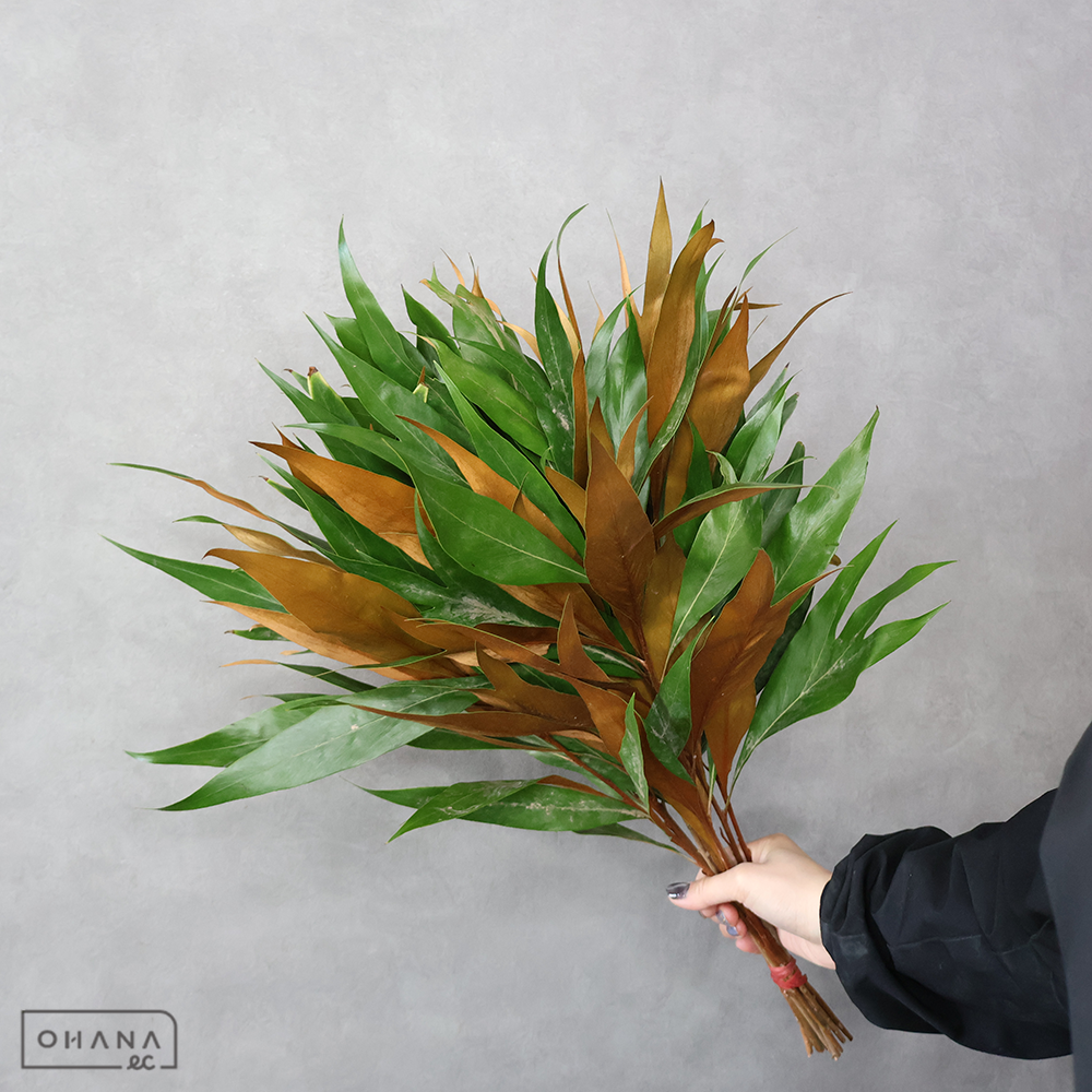 グレビリア ゴールド 50cm | お花の仕入れならOHANAec