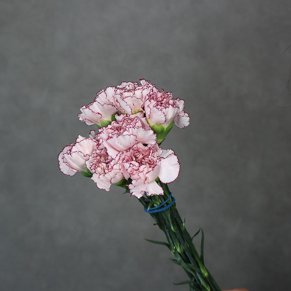 カーネーション 複色 ③ 60cm | お花の仕入れならOHANAec