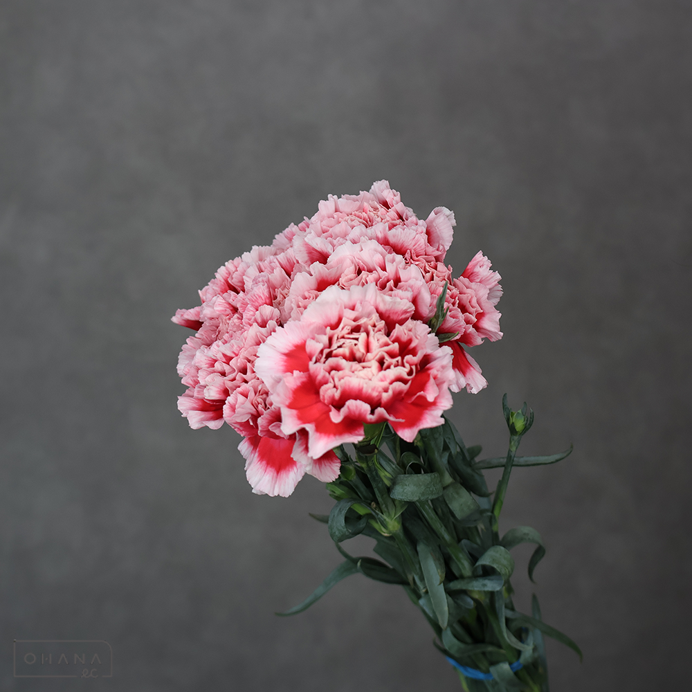 カーネーション 複色 ⑤ 60cm | お花の仕入れならOHANAec