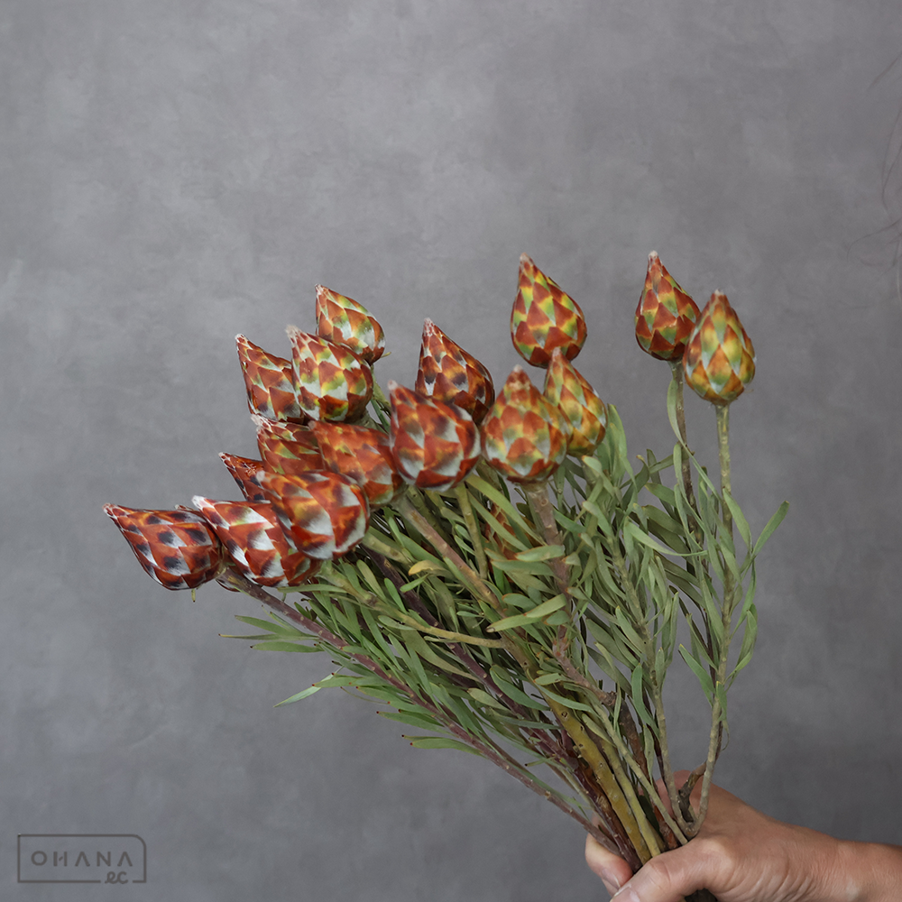 リューカデンドロ プルモーサム 50cm ※9本束 | お花の仕入れならOHANAec