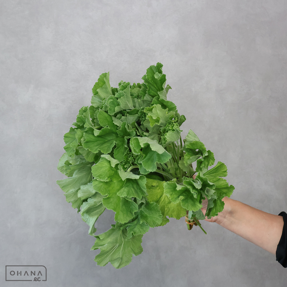 グリーンフレークゼラニウム 秀2L | お花の仕入れならOHANAec