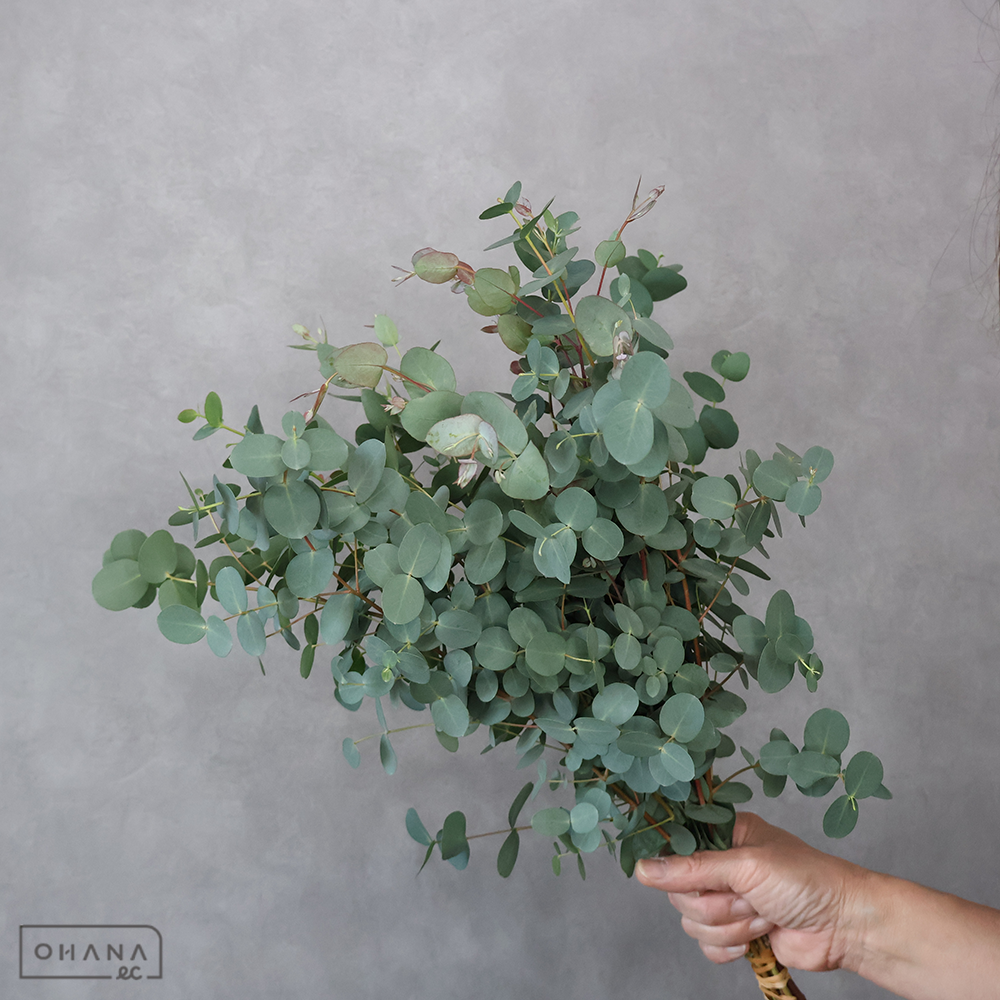ユーカリ シルバードロップ 50cm | お花の仕入れならOHANAec