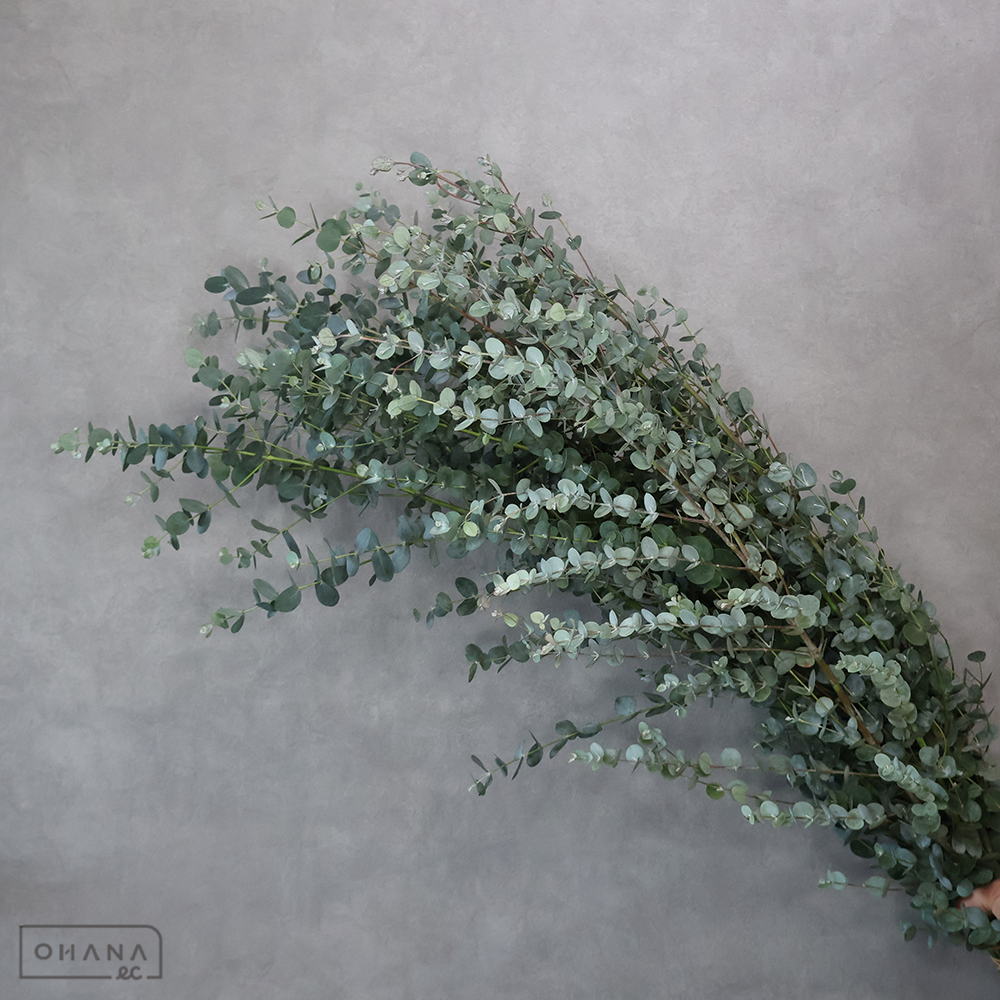 ユーカリ グニー 秀80cm | お花の仕入れならOHANAec