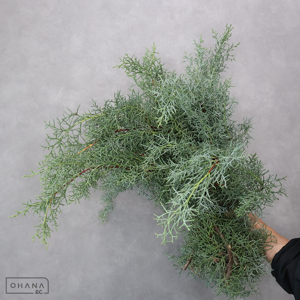 コニファ ブルーアイス 50cm | お花の仕入れならOHANAec