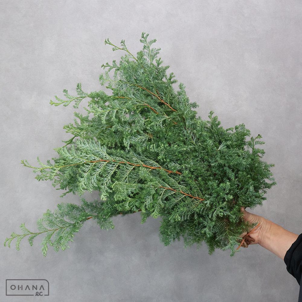 ヒムロスギ 秀S 50cm ※5本束 | お花の仕入れならOHANAec