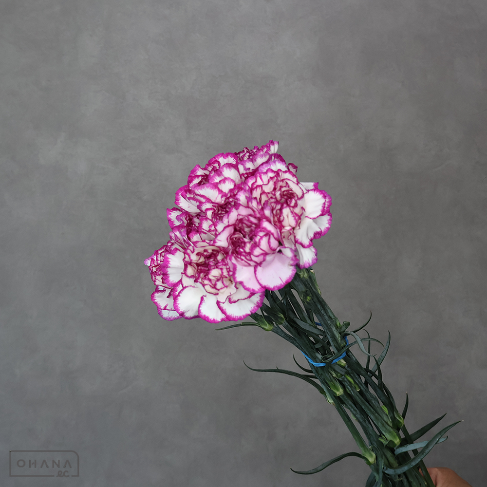 カーネーション 複色 ① 60cm | お花の仕入れならOHANAec