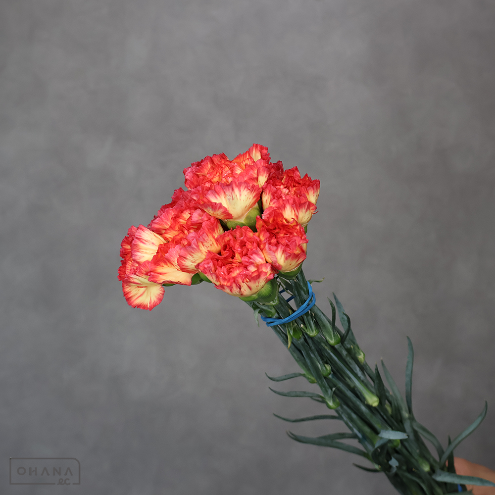 カーネーション 複色 ② 60cm | お花の仕入れならOHANAec