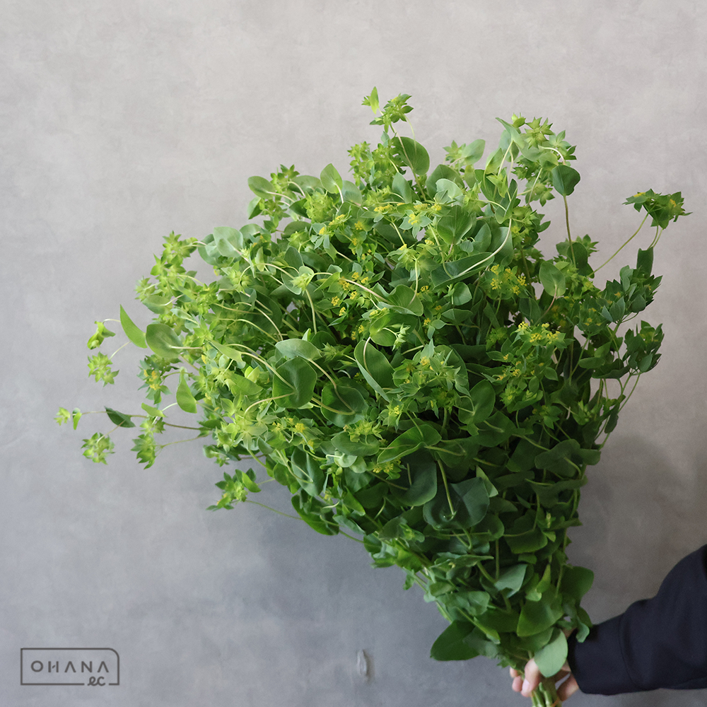 ブプレリューム グリフティー 80cm | お花の仕入れならOHANAec