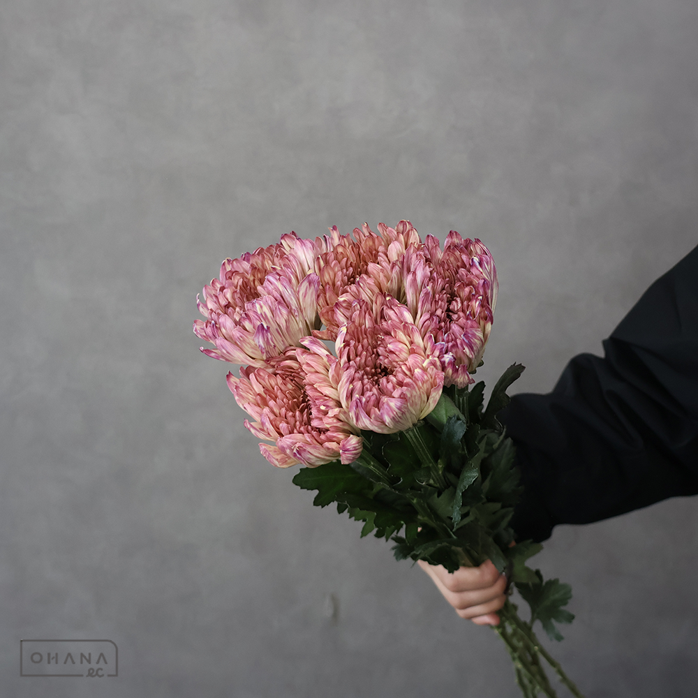 ディスバッドマム アート染 ① 混合※9本束 | お花の仕入れならOHANAec