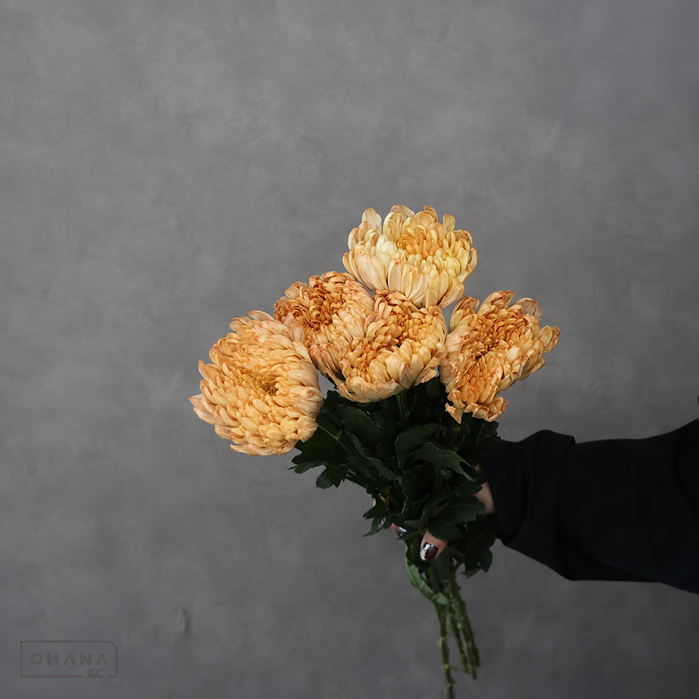 ディスバッドマム アート染 ④ 混合※9本束 | お花の仕入れならOHANAec