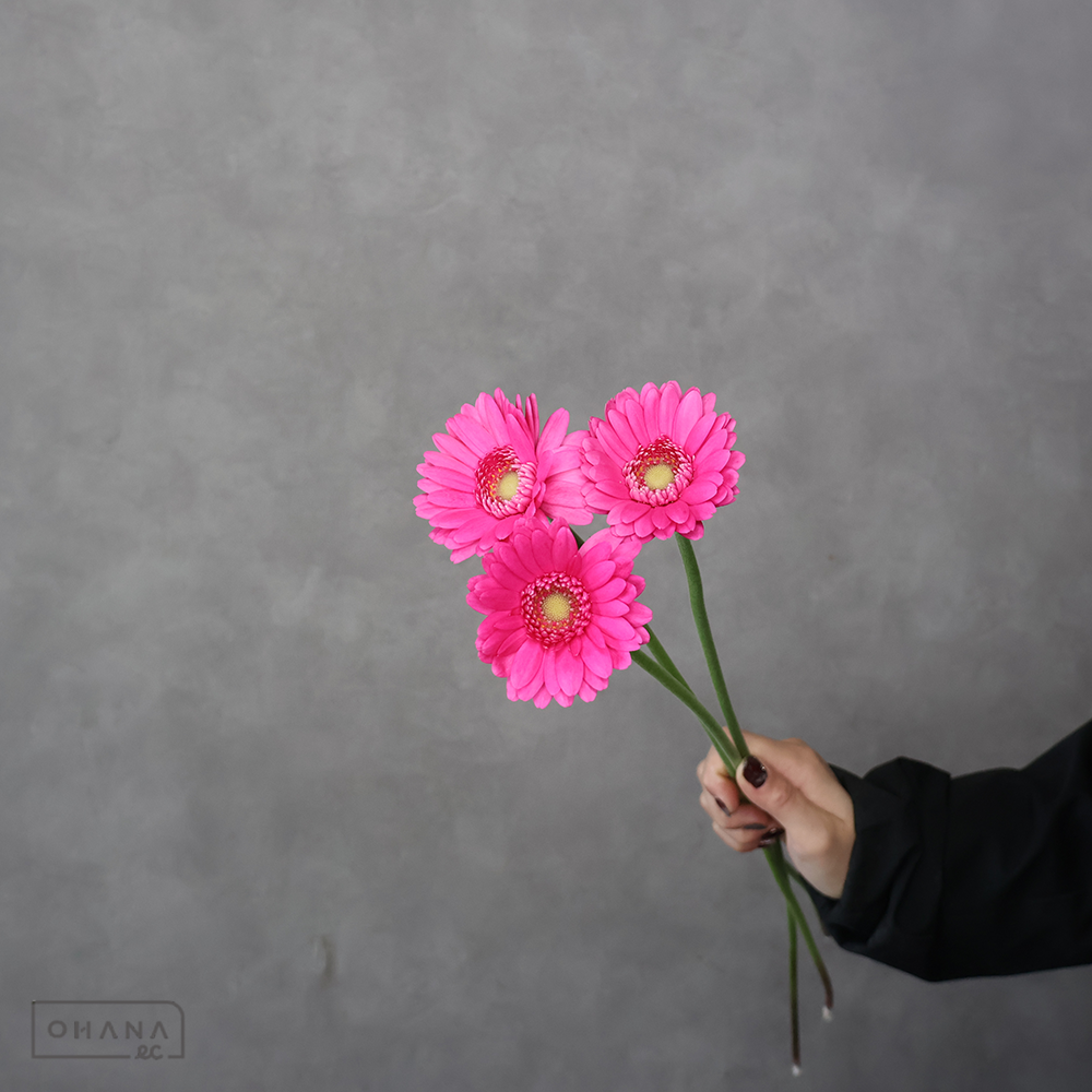 ガーベラ エリー ※25本束 | お花の仕入れならOHANAec