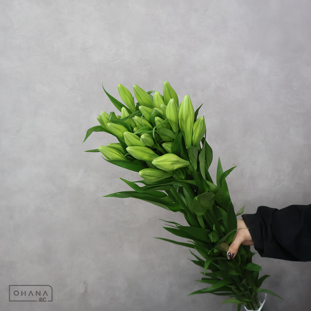 鉄砲百合 ビックタワー 3F | お花の仕入れならOHANAec