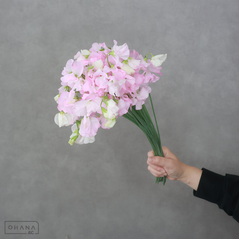 スイトピーピンク エンゼルキッス L 4輪 | お花の仕入れならOHANAec