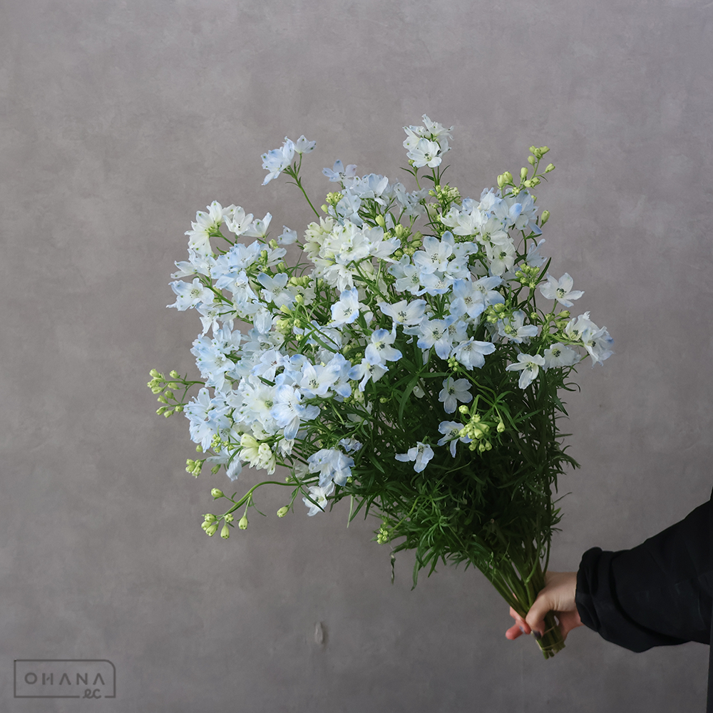 デルフィシネンシス青 SPスーパープラチナブルー 秀 70cm ※7本束 | お花の仕入れならOHANAec