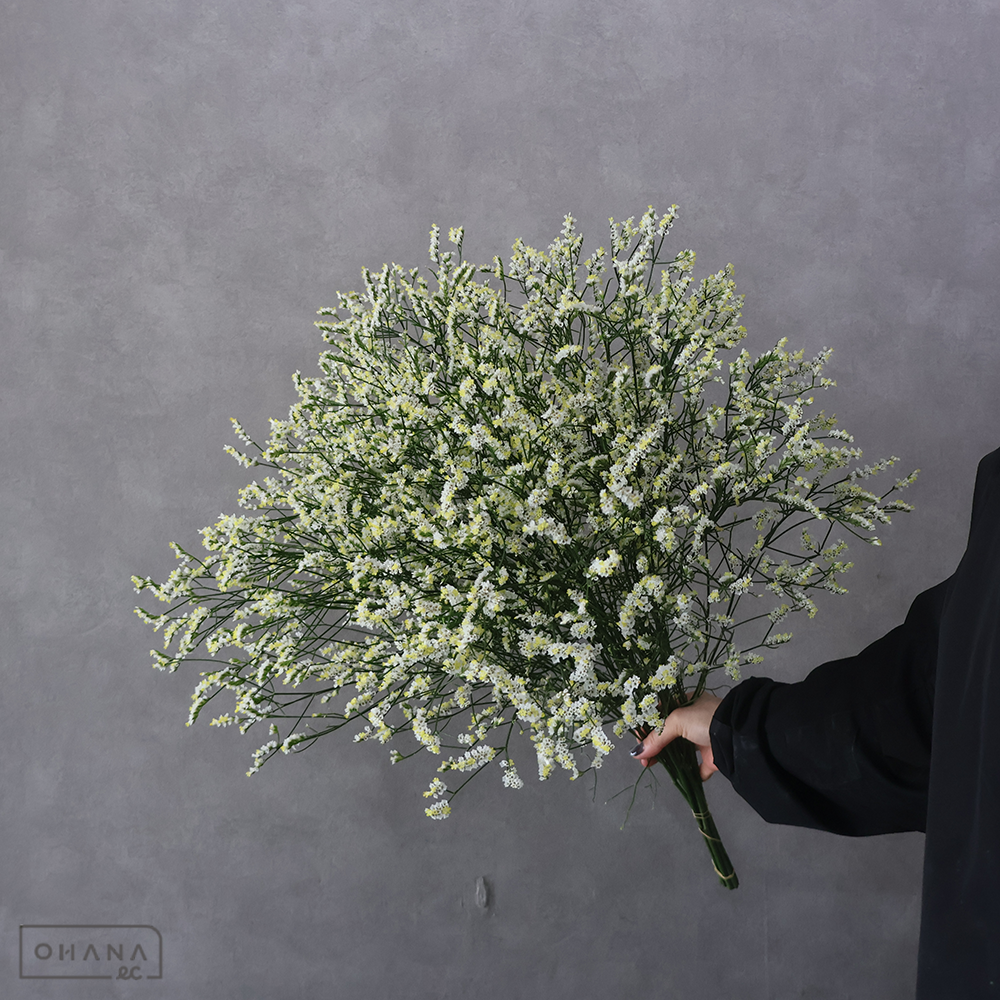 HBスターチス白 キノミルク 秀 70cm | お花の仕入れならOHANAec