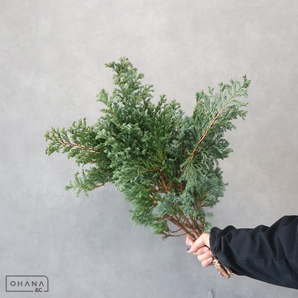 コニファー ブルーバード L 50cm | お花の仕入れならOHANAec