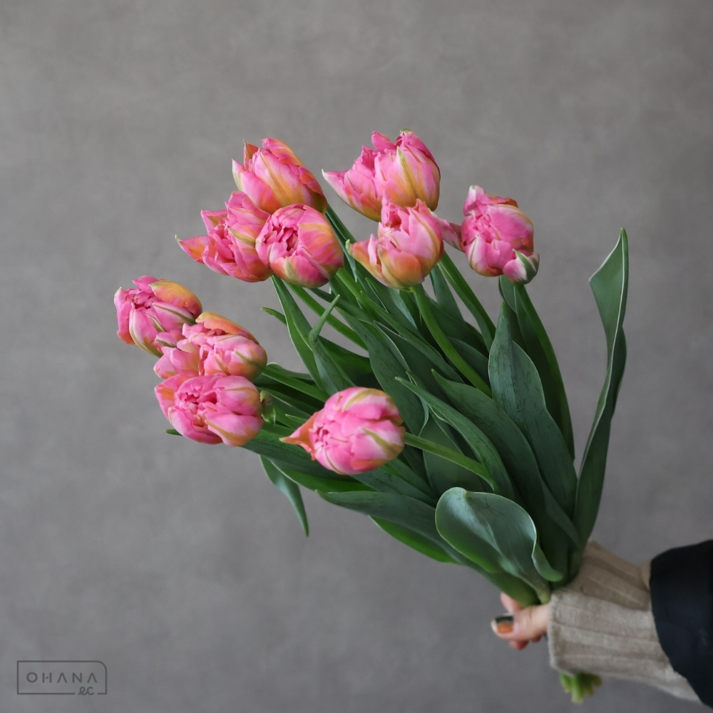チューリップ八重 ピンク ドットコム 秀 2L | お花の仕入れならOHANAec