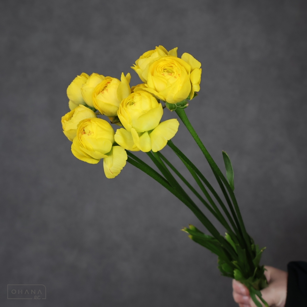 ラナンキュラス キティラ 優 50cm | お花の仕入れならOHANAec