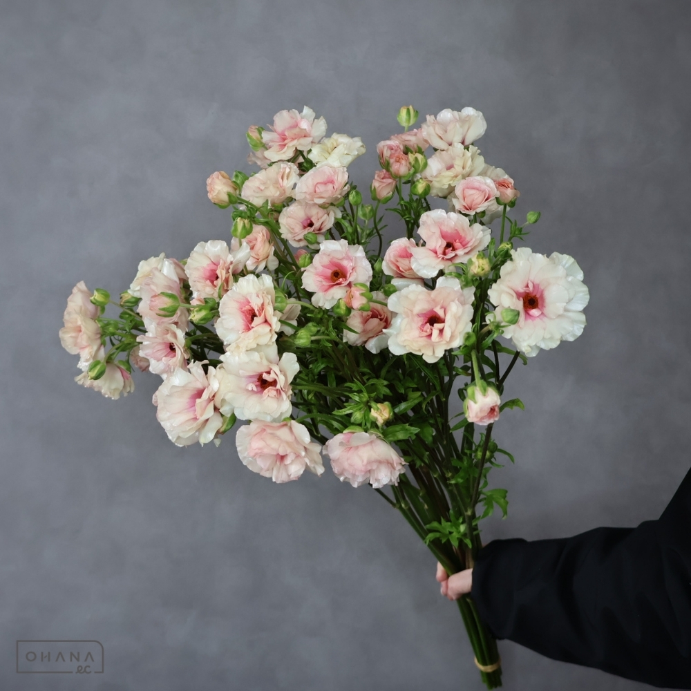 ラナンキュラス アリアドネ（Pラックス 3枝 秀 60cm花5-6cm細め | お花の仕入れならOHANAec