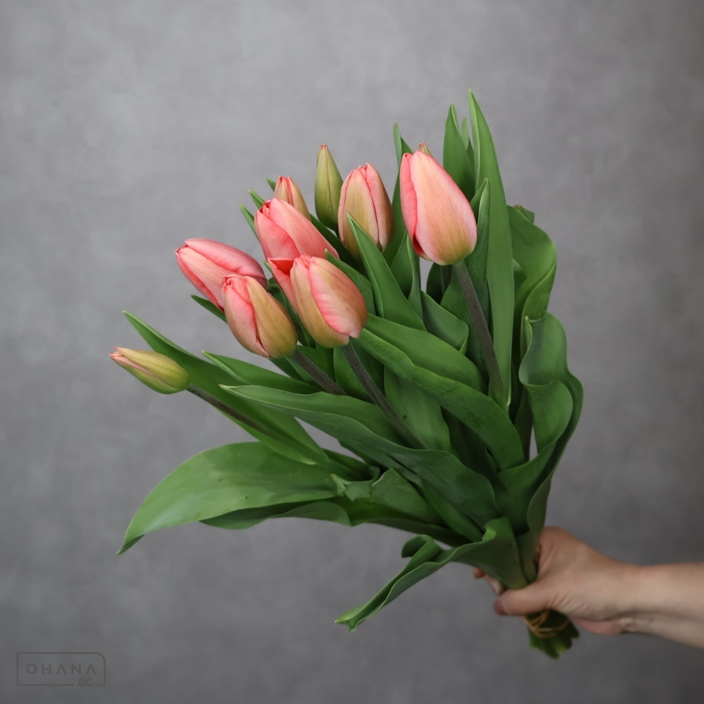 チューリップ バレーアルタ 秀 50cm | お花の仕入れならOHANAec