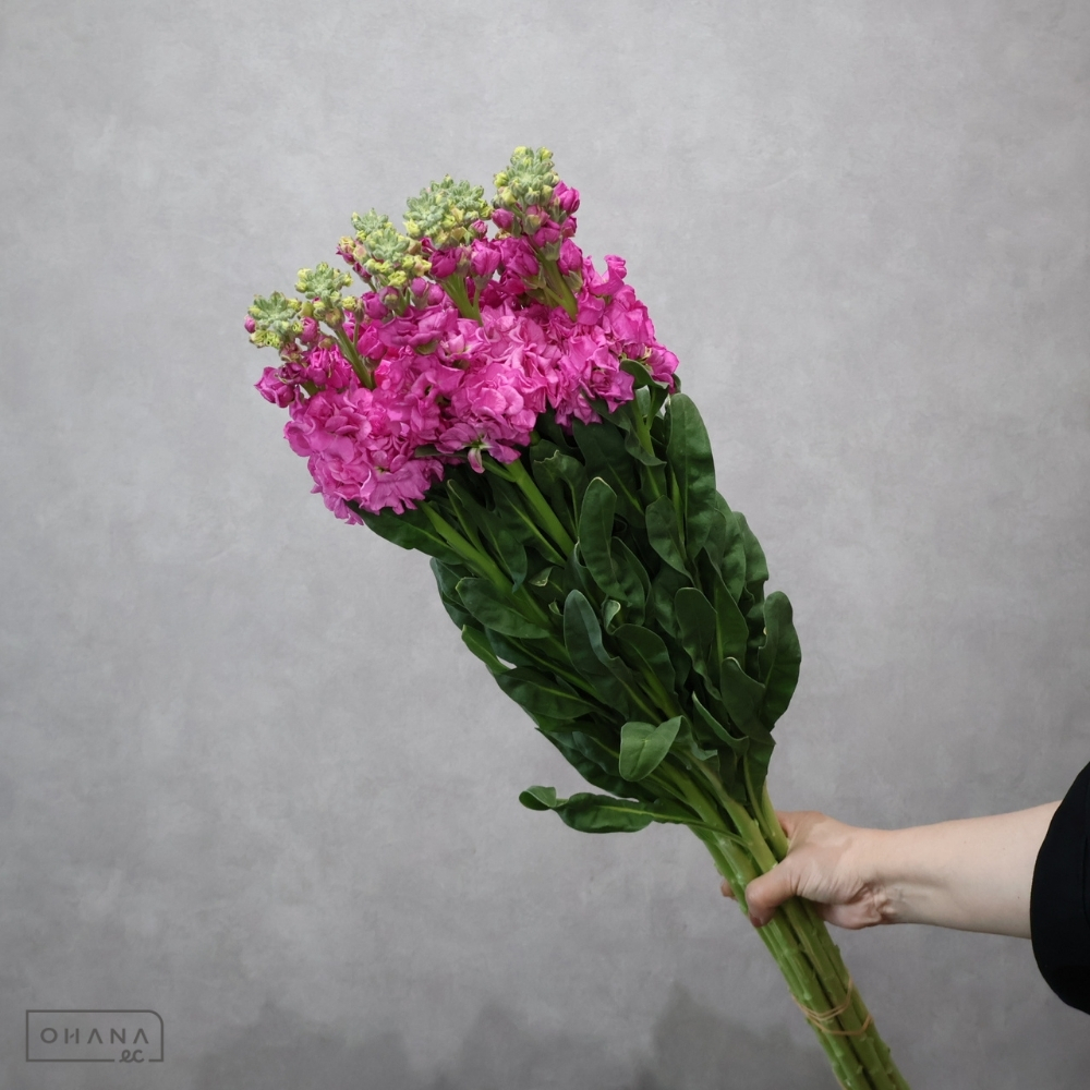 ストック ローズピンク 80cm | お花の仕入れならOHANAec