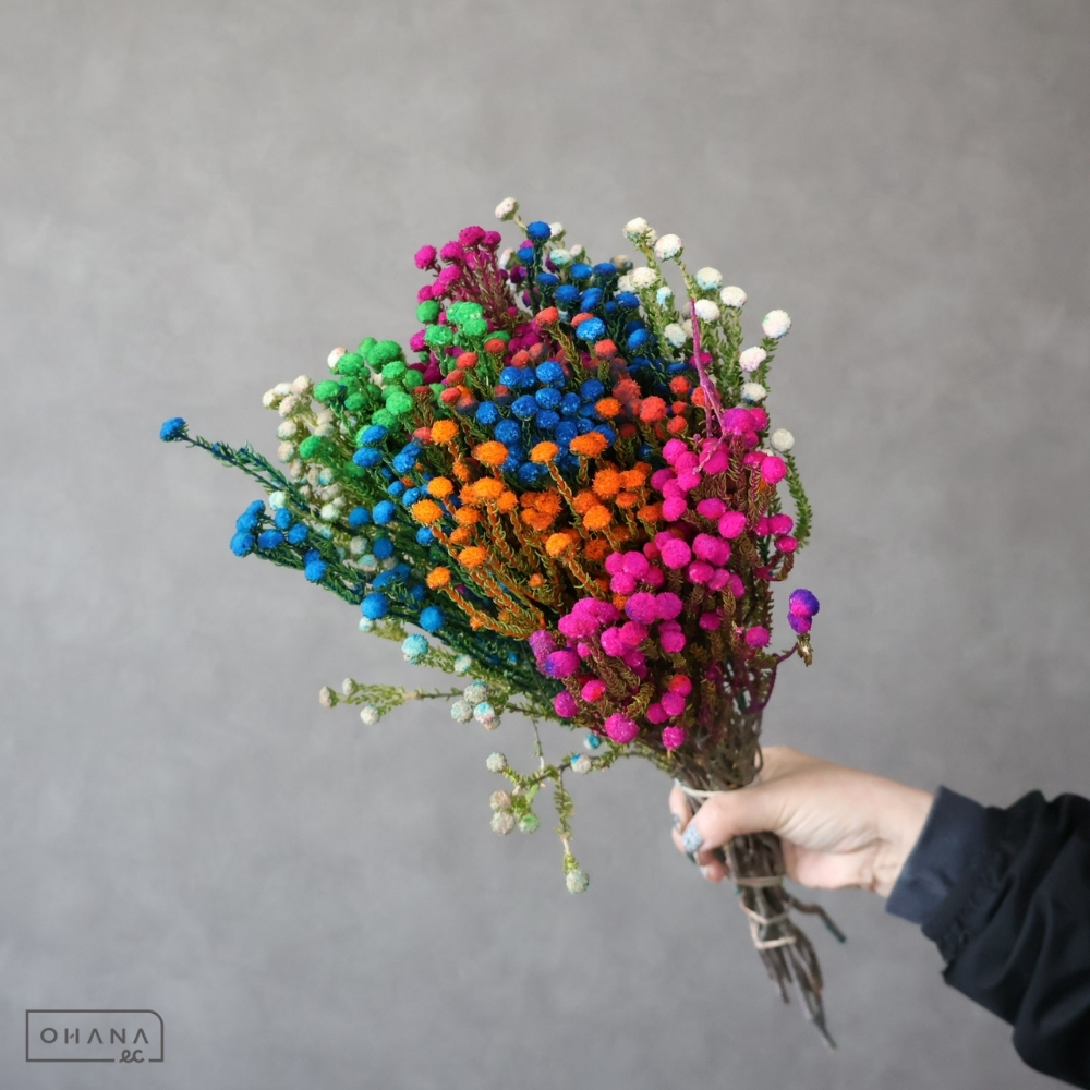 フィリカ スノートップレインボー 染 40CM | お花の仕入れならOHANAec