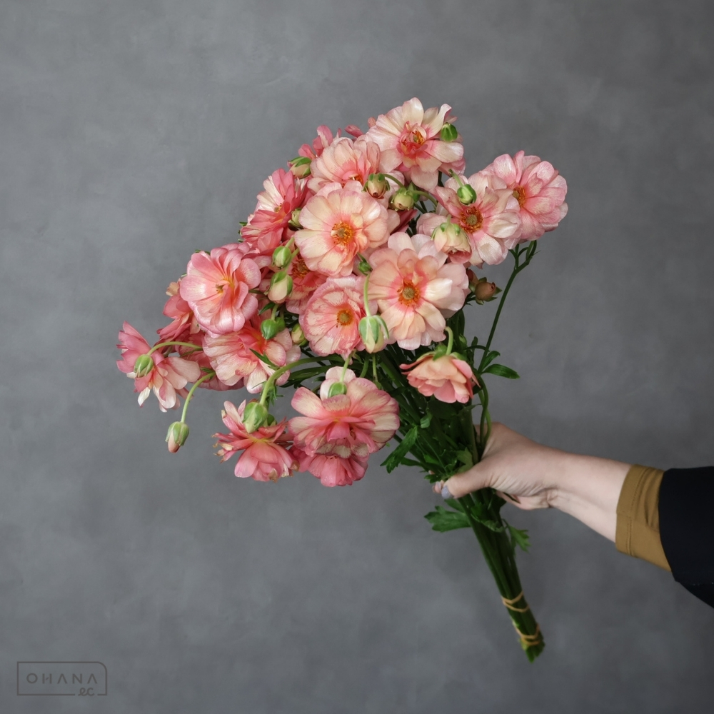 ラナンキュラス ラックス エリス 秀 60cm | お花の仕入れならOHANAec