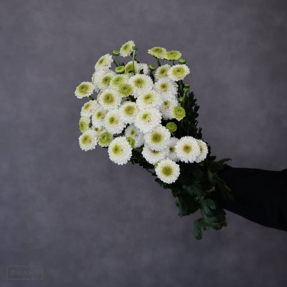 SP菊 ドリア 白系 秀2L | お花の仕入れならOHANAec