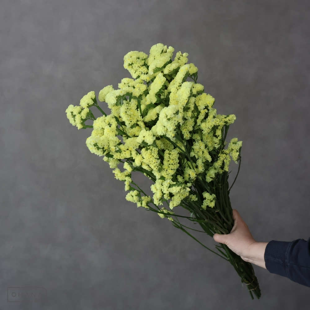 スターチス ファインイエロー 2L | お花の仕入れならOHANAec