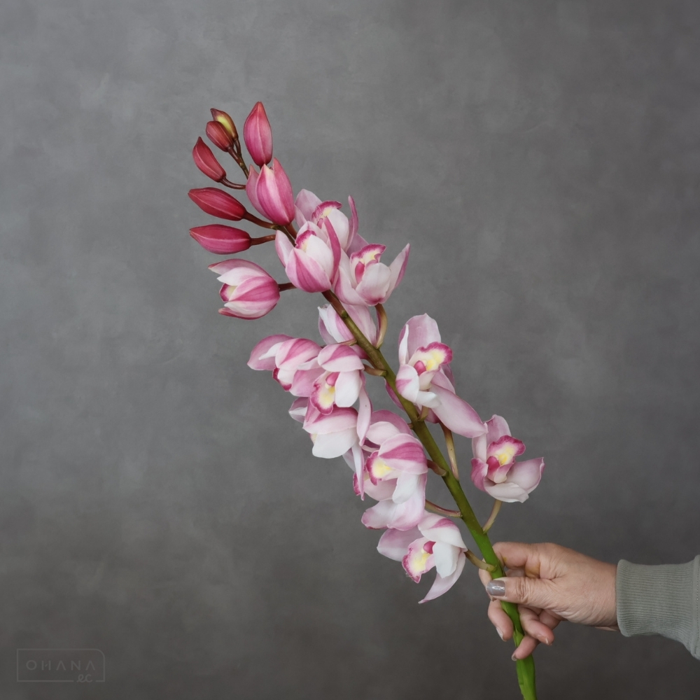 シンビジューム ハナウタゲ 特50-60CM | お花の仕入れならOHANAec