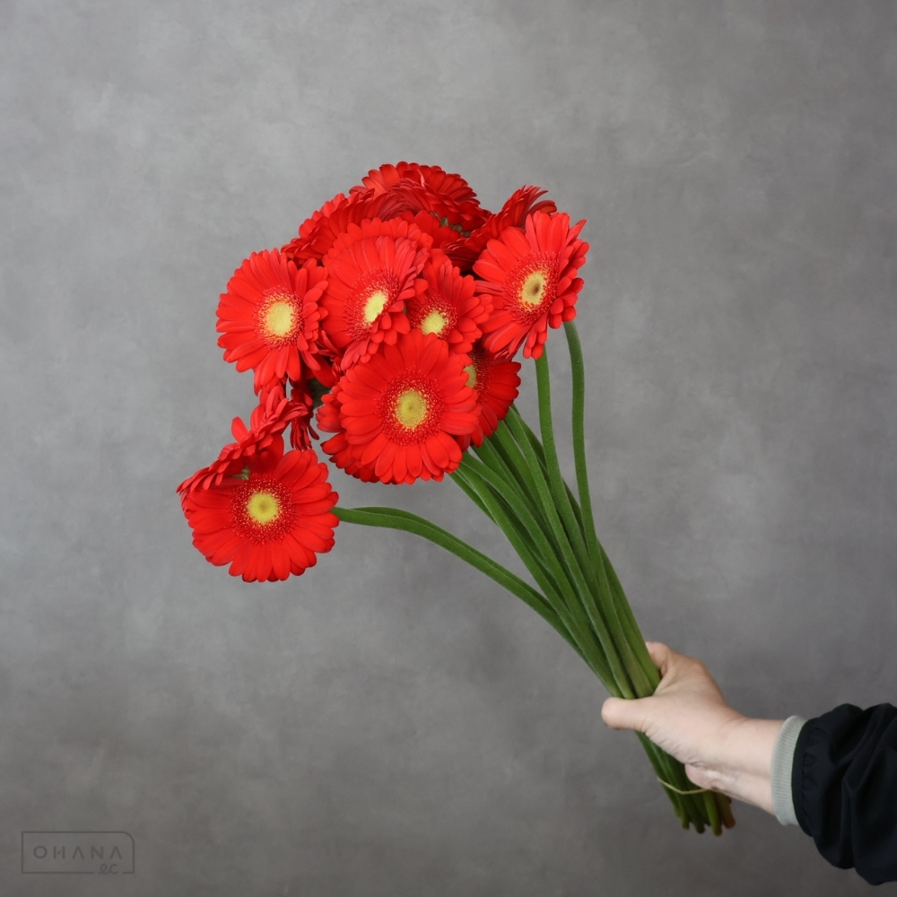 ガーベラ ケチャップ ※20本束 2Lｼｮｳﾘﾝ | お花の仕入れならOHANAec