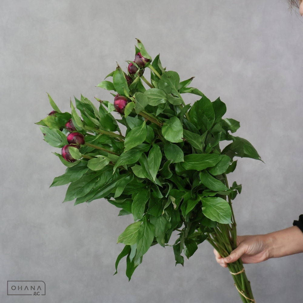 【SALE】シャクヤクピンク サツキ 秀L 70cm | お花の仕入れならOHANAec