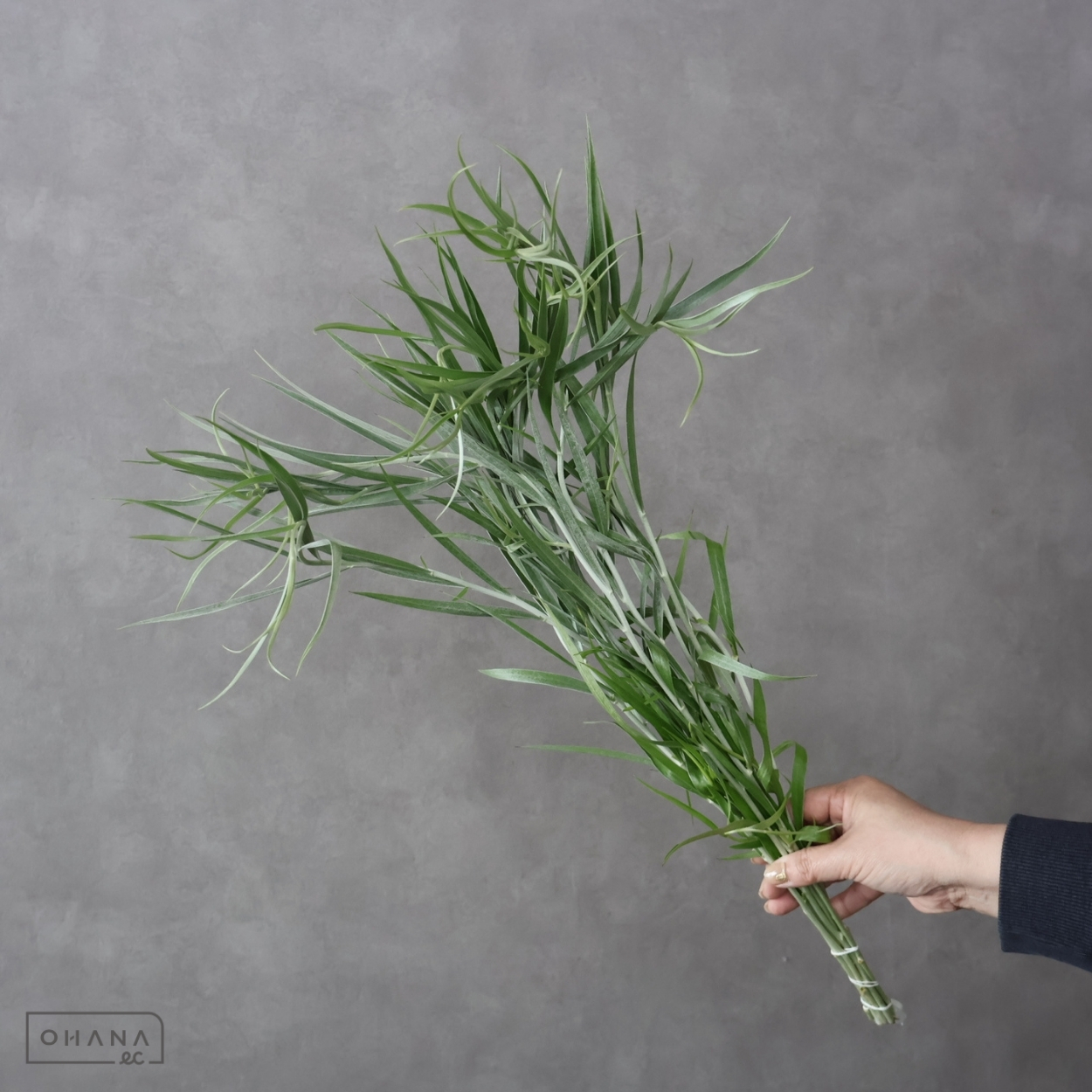 ヒアリス 60cm | お花の仕入れならOHANAec