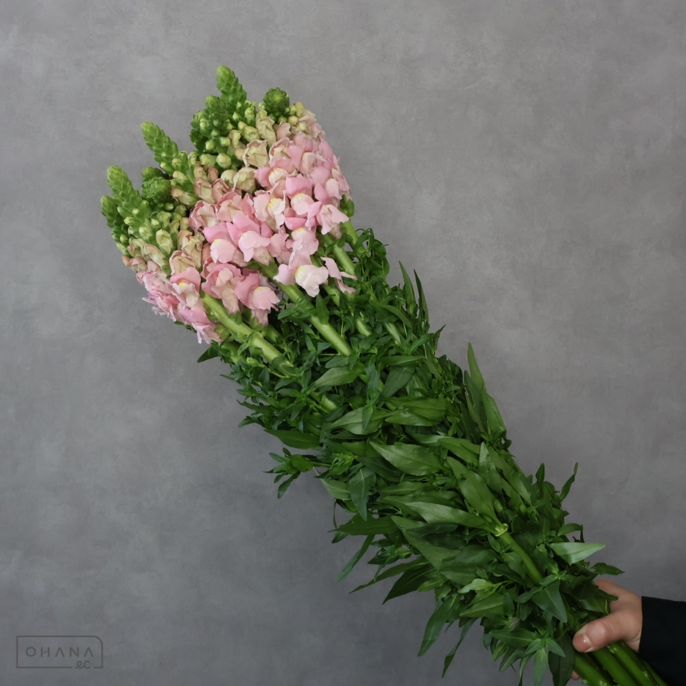 金魚草ピンク アンティークライトピンク 秀 80cm | お花の仕入れならOHANAec